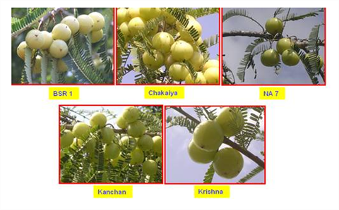 vedic-lifestyle/food/plants/amla - Indian Scriptures