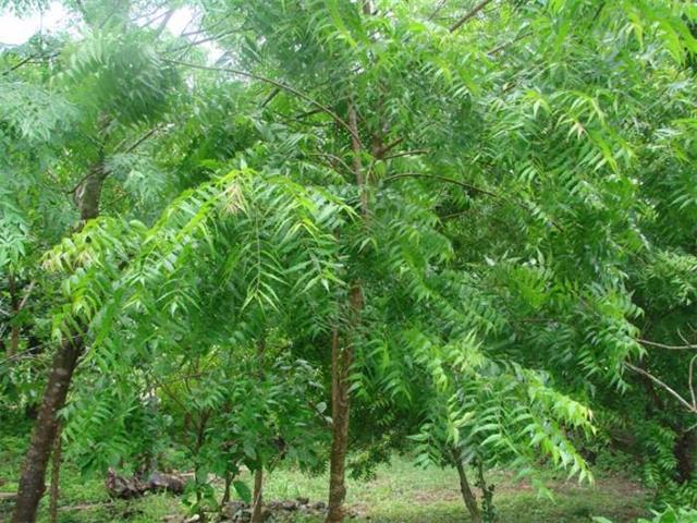 vedic-lifestyle/food/trees/neem - Indian Scriptures