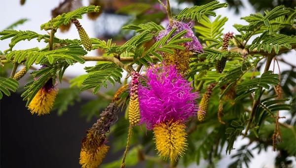 vedic-lifestyle/food/trees/shami - Indian Scriptures