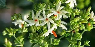 vedic-lifestyle/food/flowers/parijata - Indian Scriptures