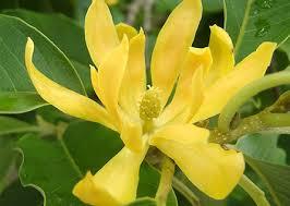 vedic-lifestyle/food/flowers/champa - Indian Scriptures