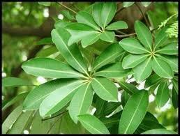 vedic-lifestyle/food/trees/saptaparna - Indian Scriptures