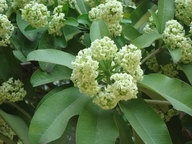 vedic-lifestyle/food/trees/saptaparna - Indian Scriptures