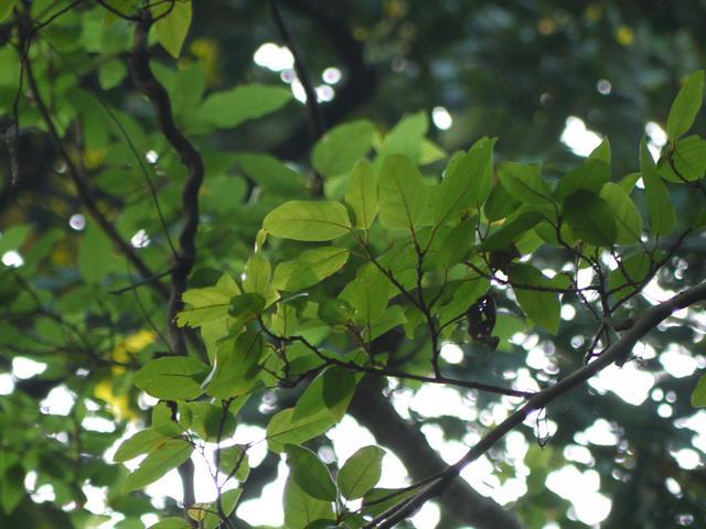 vedic-lifestyle/food/trees/udumbara - Indian Scriptures