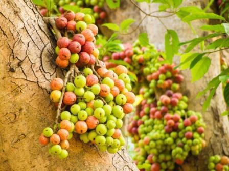 vedic-lifestyle/food/trees/udumbara - Indian Scriptures