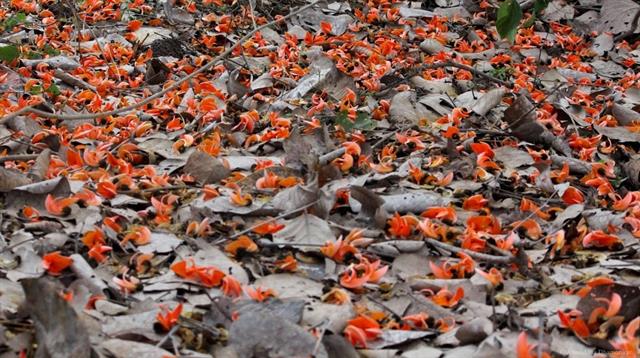 vedic-lifestyle/food/flowers/palasa - Indian Scriptures