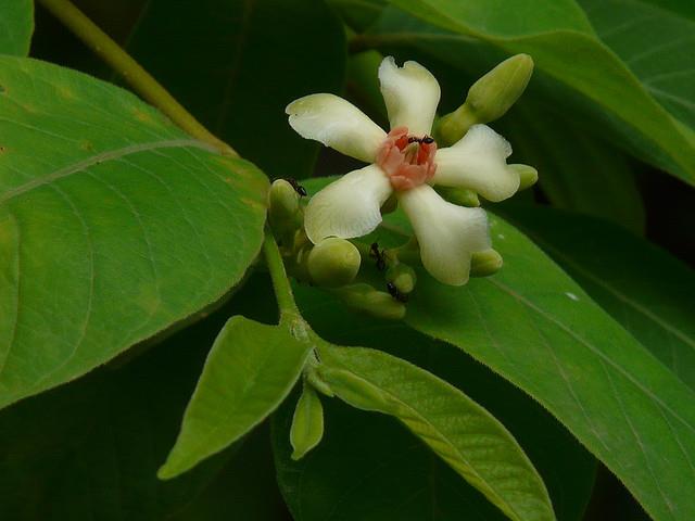 vedic-lifestyle/food/plants/kutaja - Indian Scriptures