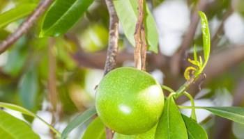 vedic-lifestyle/food/plants/kutaja - Indian Scriptures